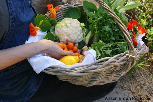 Eating Wisely: Using Summer’s Harvest - La Leche League USA